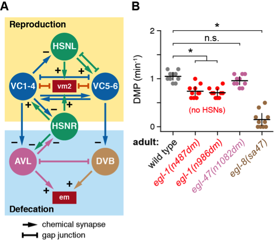 The HSN egg-laying command neurons are required for normal defecation ...